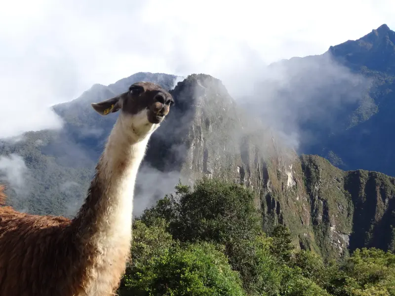 Les lamas au Machu Picchu : symboles vivants de la cité inca - Local ...
